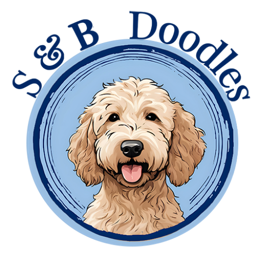 Get in Touch for Your Perfect Doodle Puppy! - S & B Doodles