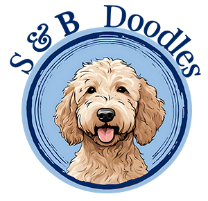 Meet Our Doodle Parents - S & B Doodles